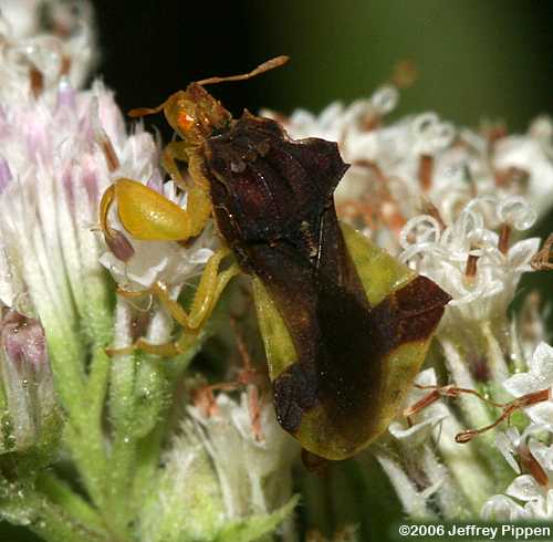 Ambush Bugs (Phymatidae)