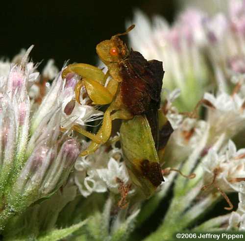 Ambush Bugs (Phymatidae)