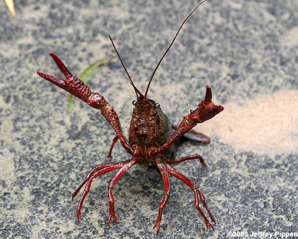 Crayfish (Astacoidea)