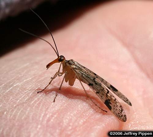 Scorpionflies (Mecoptera)