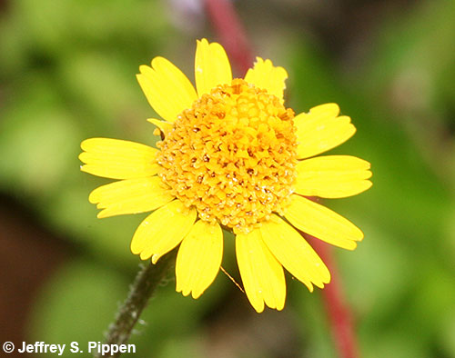 Acmella (spotflower)