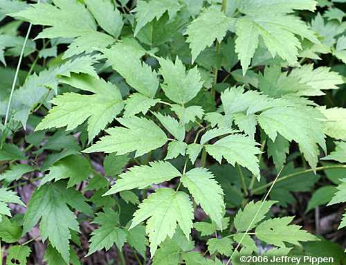 Actaea Racemosa Leaves