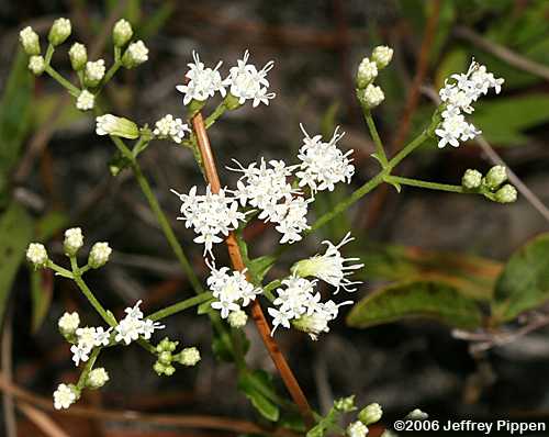 Ageratina (white snakeroots)