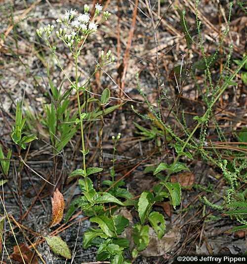 Ageratina (white snakeroots)
