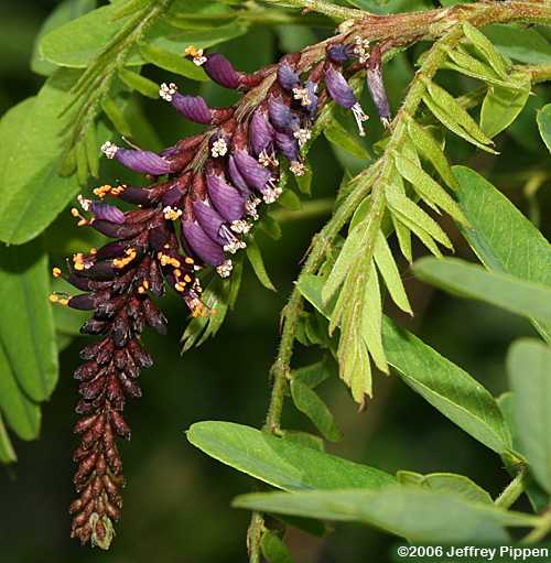 Amorpha (Indigo-bush)