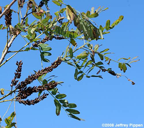 Amorpha (Indigo-bush)