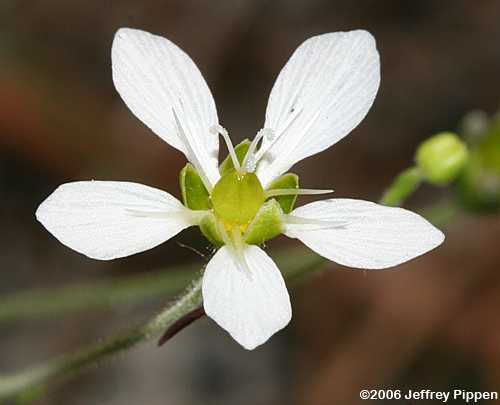 Minuartia (stitchwort, sandwort)
