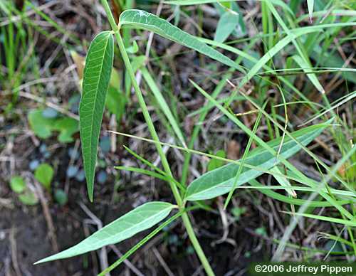 Asclepiadaceae>Asclepias