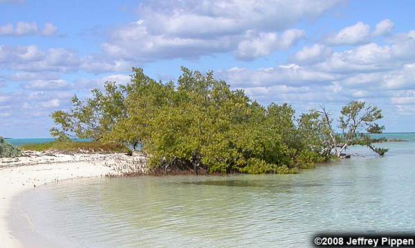 Florida & Bahamas Plants
