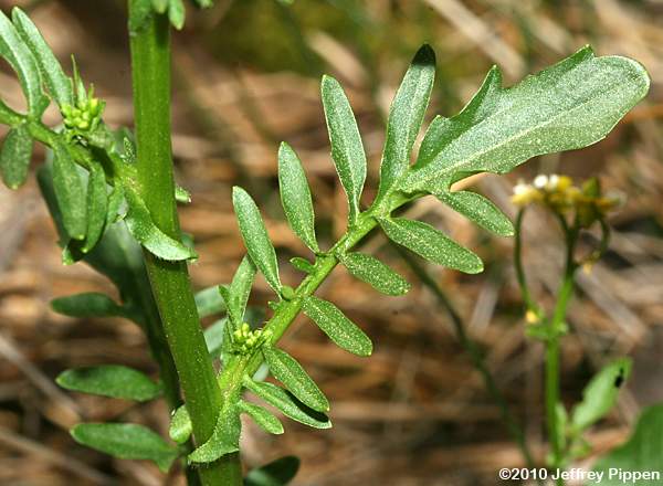 Barbarea (Wintercress)
