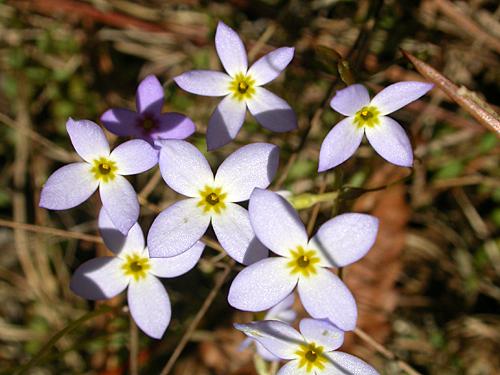 Houstonia (bluets)