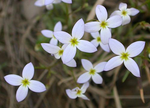 Bluet Flower Co | Best Flower Site