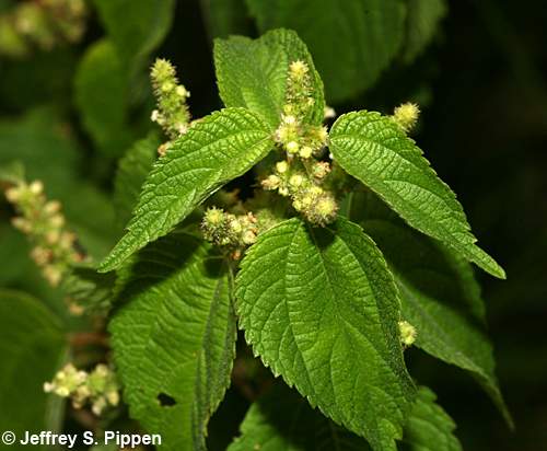 Boehmeria (false-nettle)