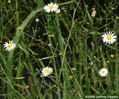 Boltonia (doll's daisy)