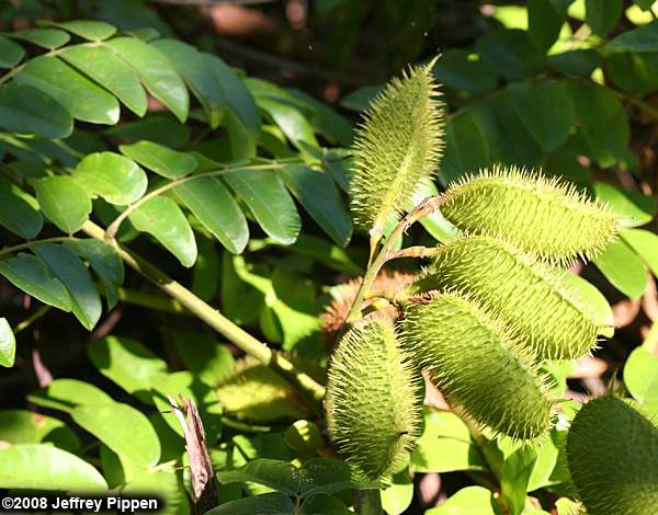 Florida & Bahamas Plants