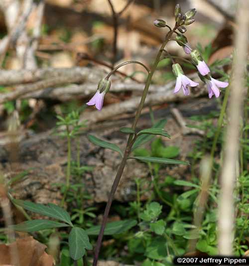 Cardamine (toothwort)