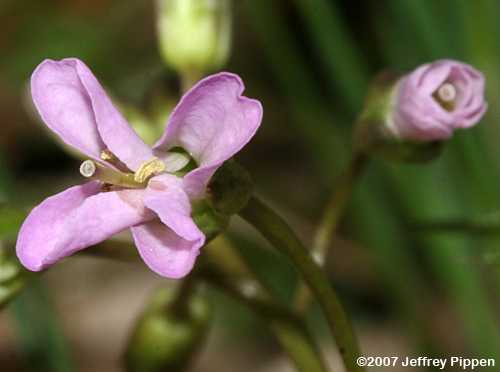 Cardamine (toothwort)