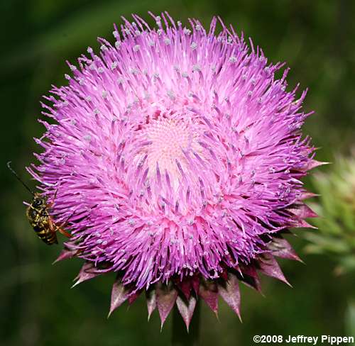 Carduus (plumeless thistle)