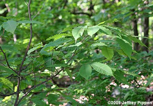 Castanea (chestnut)