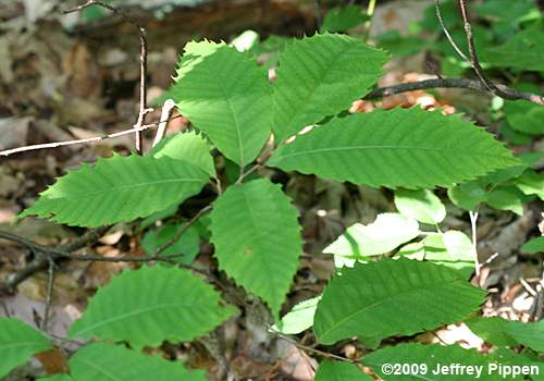 Castanea (chestnut)
