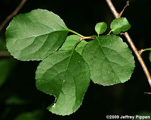 Celastrus (bittersweet)