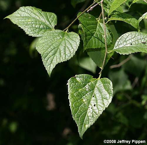 Celtis (hackberry)