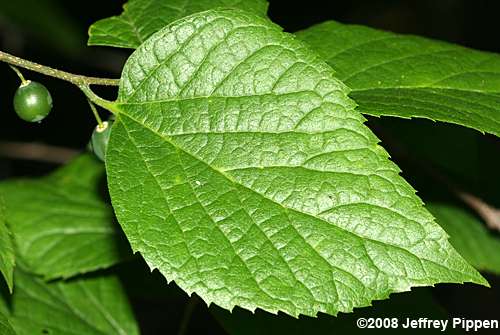 Celtis (hackberry)