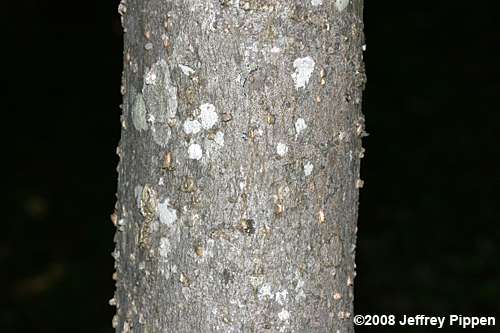 Celtis (hackberry)