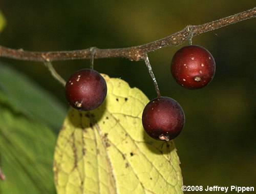 Celtis (hackberry)