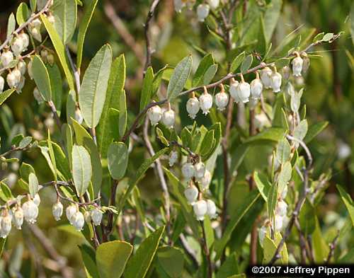 Chamaedaphne (leatherleaf, cassandra)