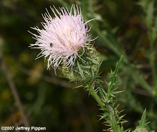Cirsium (thistle)