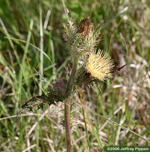 Cirsium (thistle)