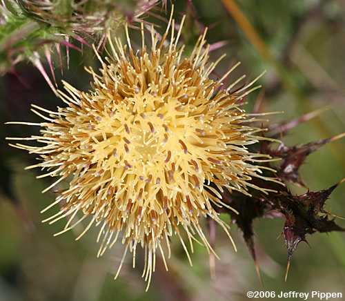 Cirsium (thistle)