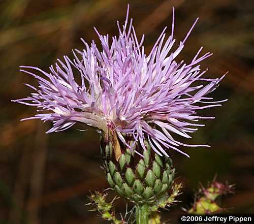 Cirsium (thistle)