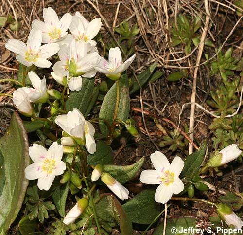 Claytonia (spring beauty)