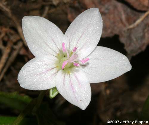 Claytonia (spring beauty)