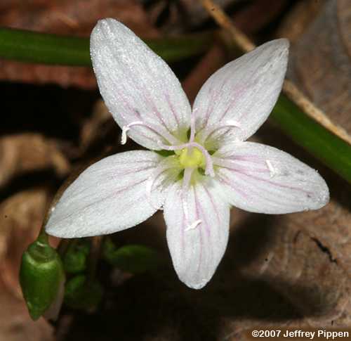 Claytonia (spring beauty)