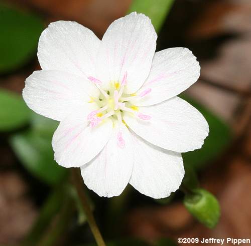 Claytonia (spring beauty)