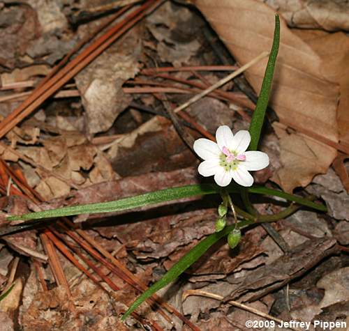 Claytonia (spring beauty)