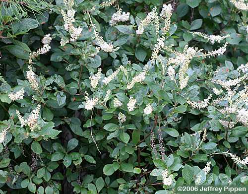 Clethra (sweet pepperbush)