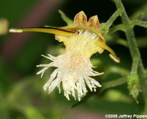 Collinsonia canadensis (Northern Horsebalm, Richweed, Stoneroot)
