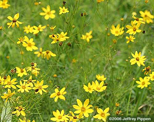 Coreopsis (tickseed, coreopsis)