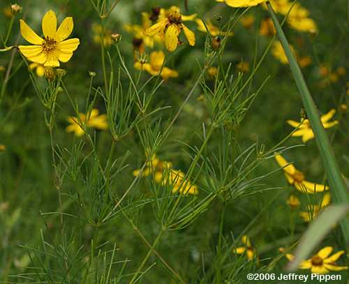 Coreopsis (tickseed, coreopsis)