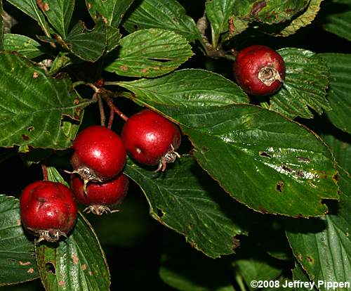 Crataegus (hawthorn)