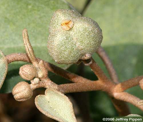 Croton (Croton, Doveweed, Rushfoil)