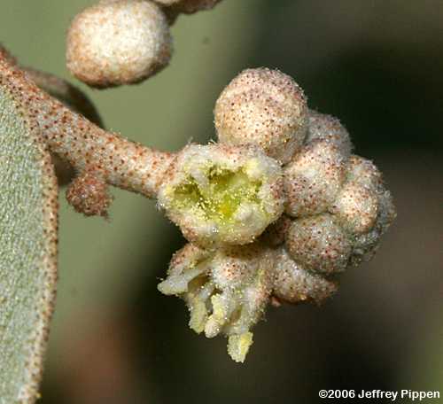 Croton (Croton, Doveweed, Rushfoil)