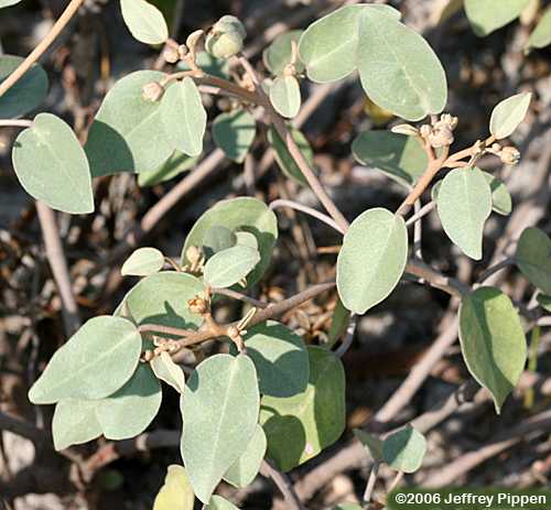 Croton (Croton, Doveweed, Rushfoil)