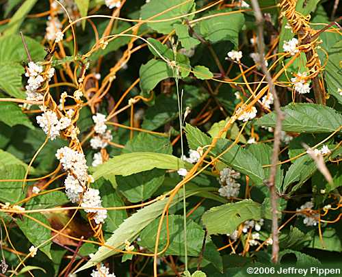 Cuscuta (dodder)