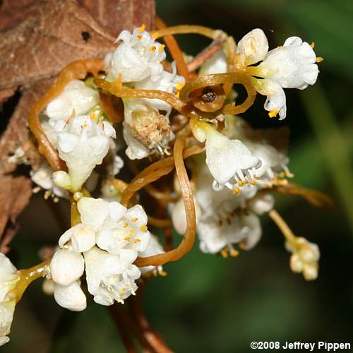 Cuscuta (dodder)