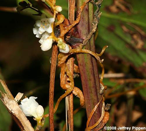 Cuscuta (dodder)